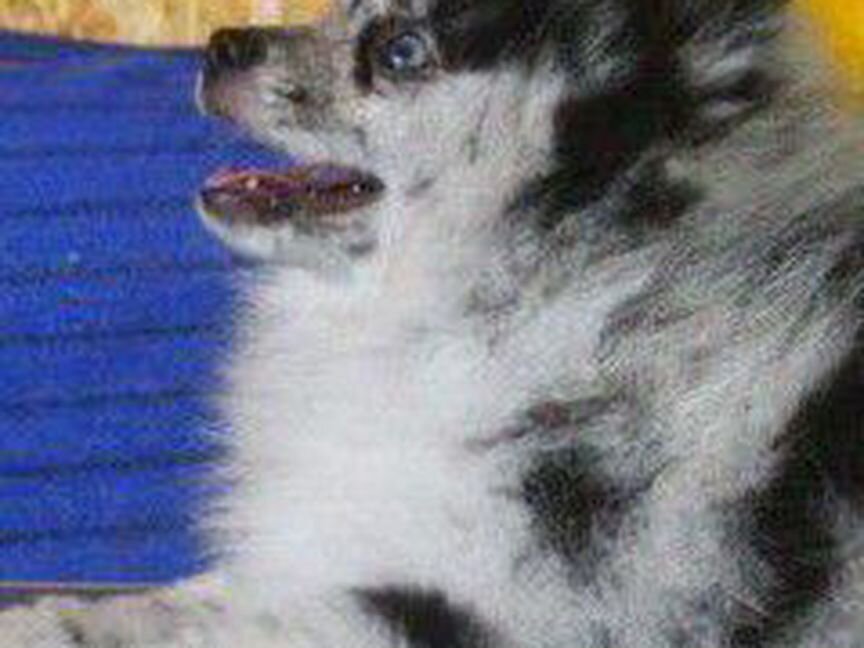 Шпиц подросток