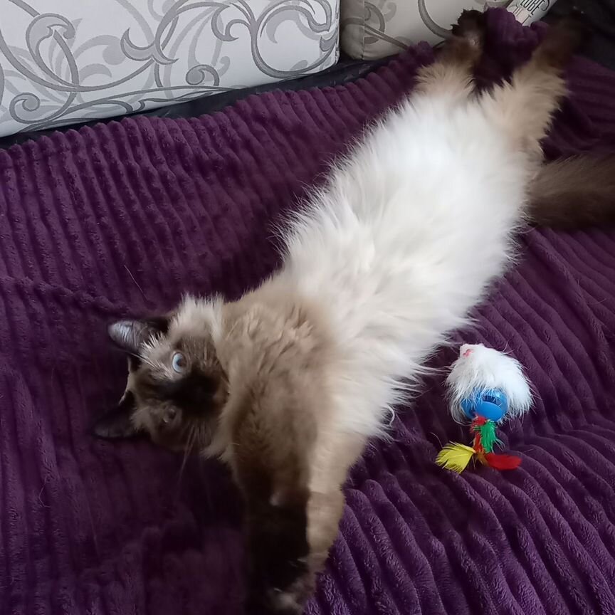 Сиамская кошечка