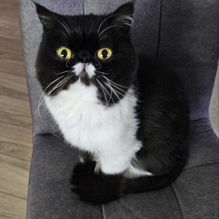 Котик ищет любящих родителей