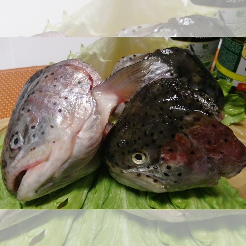 Головы красных рыб