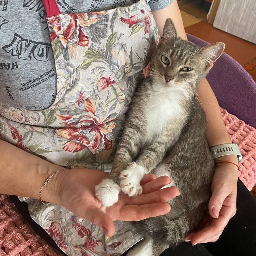 Взрослая, кошка в добрые руки