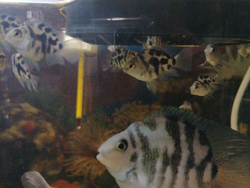 Рыбка сапфировый попугай(много)