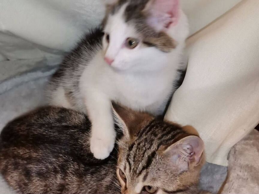 2 котенка мальчики