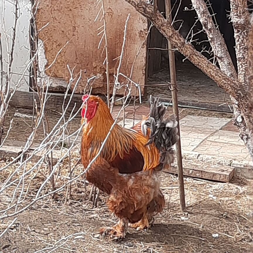 Петух брама