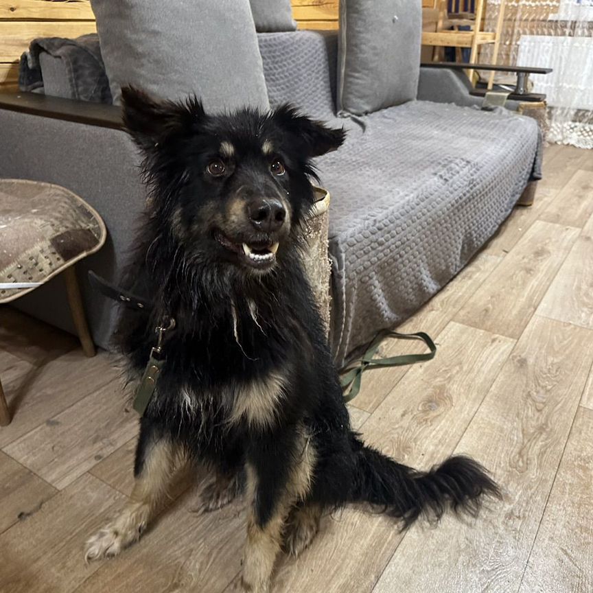 Кобель на охрану