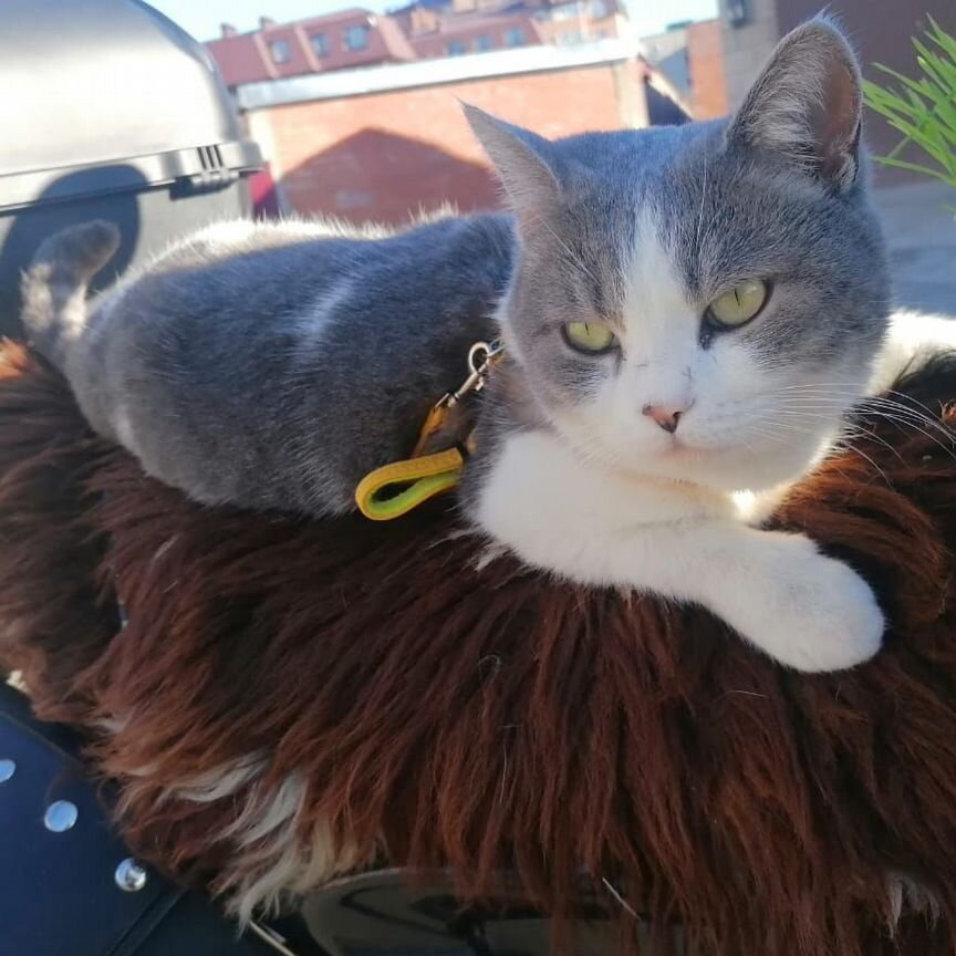 Ласковая Ляля для добрых людей