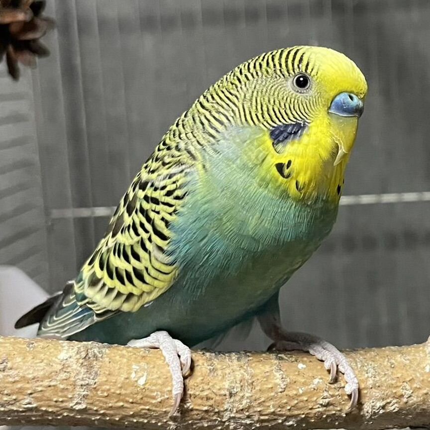 Волнистый попугай