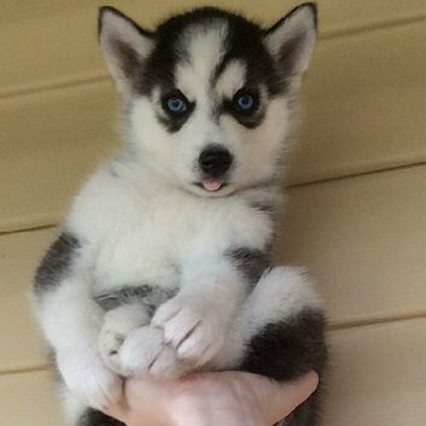 Яркие красивые щенки