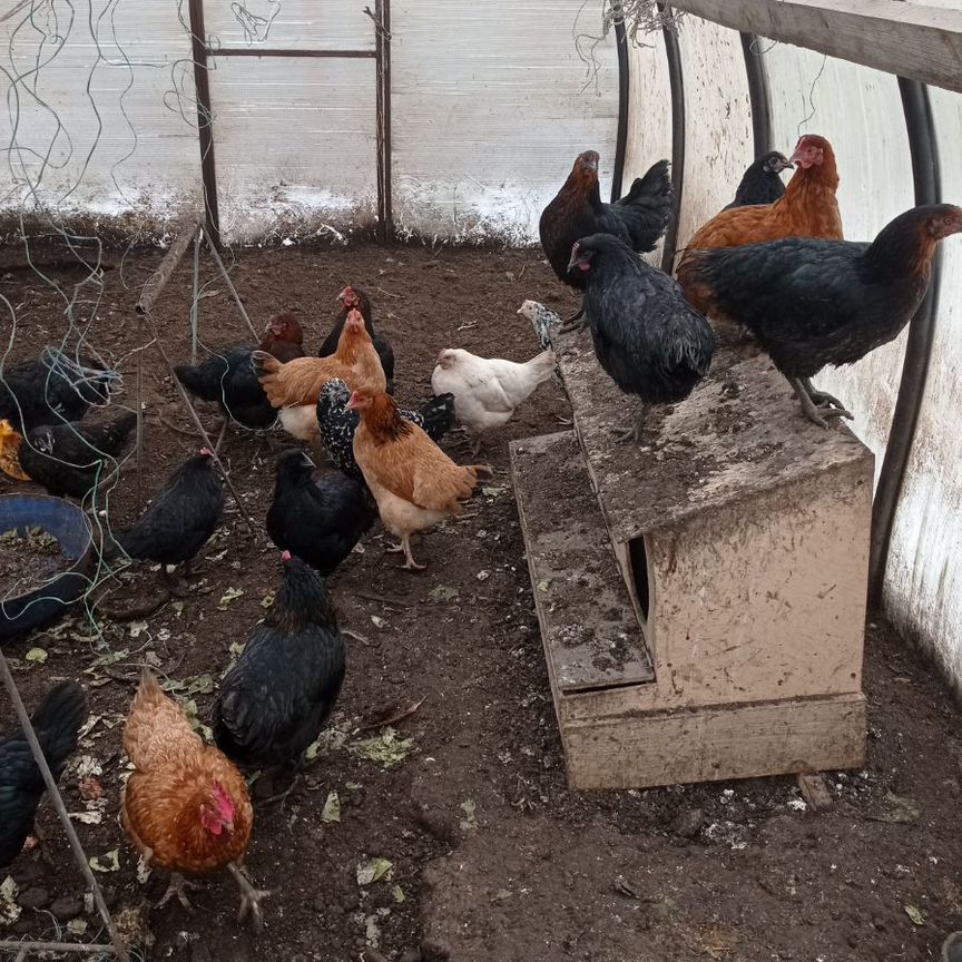 Куры молодки