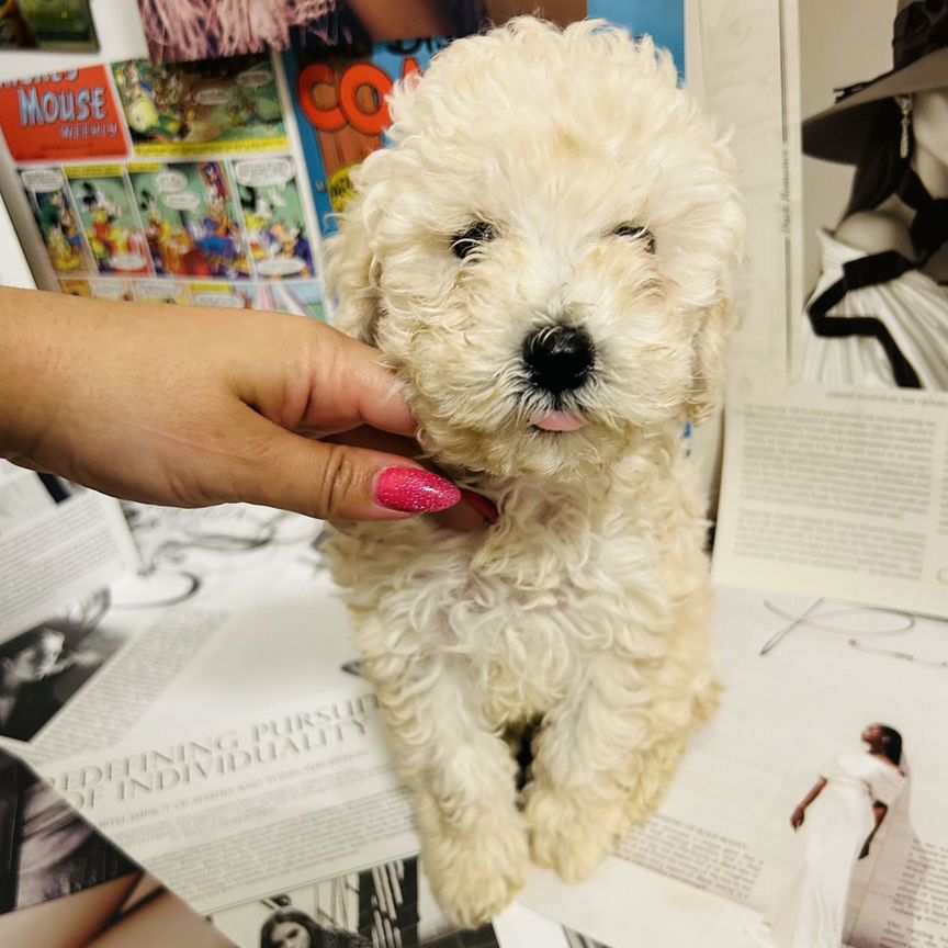 Той-пудель, щенок