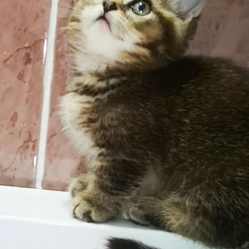 Манчкин, котик танк