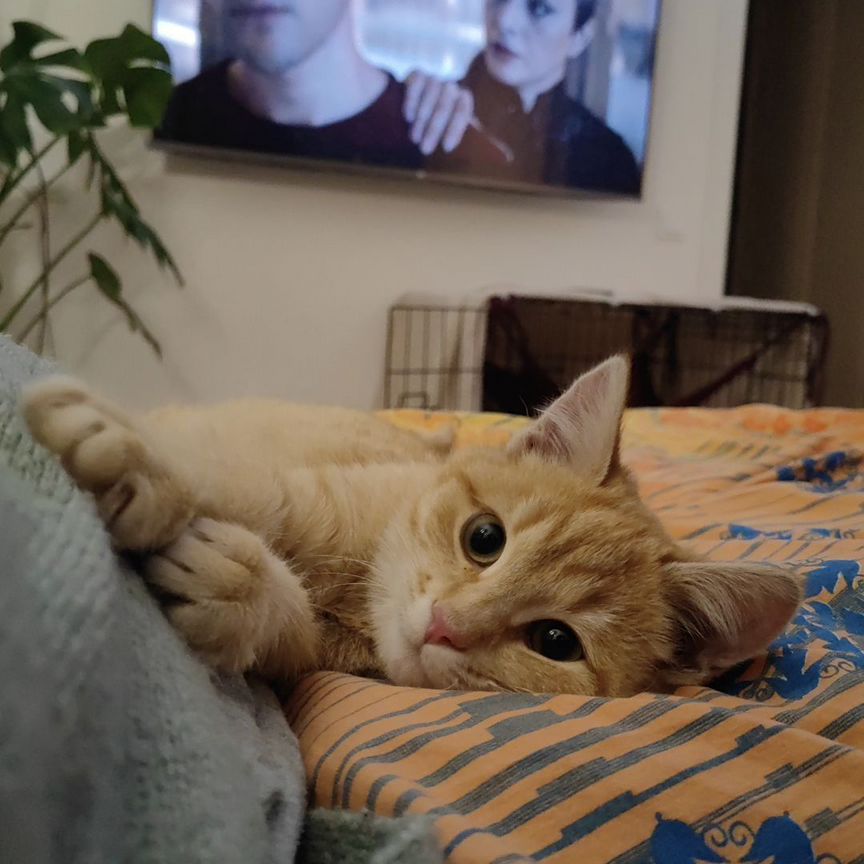 Рыжий котенок девочка