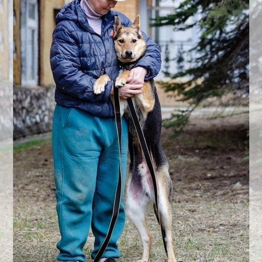 Собачка в добрые руки