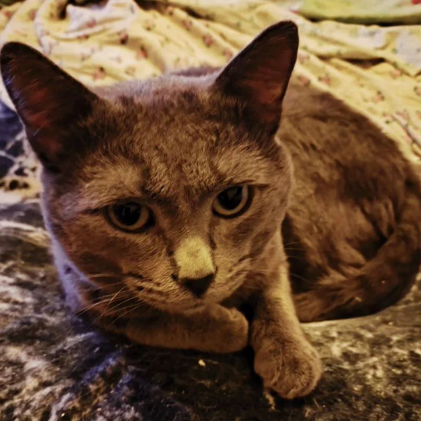 Взрослый кот в добрые руки