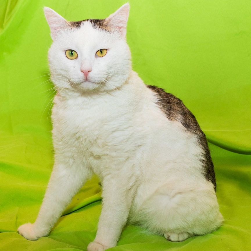 Котик Артёмка в хорошую семью