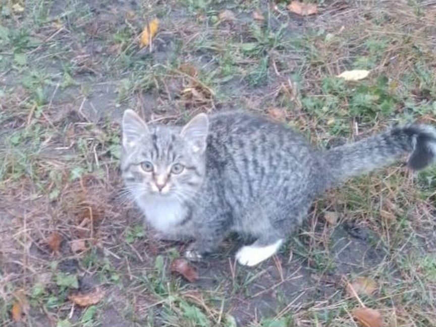 Котик -подкидыш ищет дом, на вид 3-4 месяца