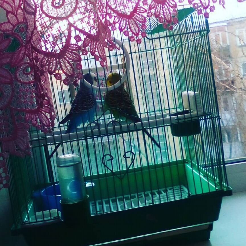 Клетка без попугайчиков