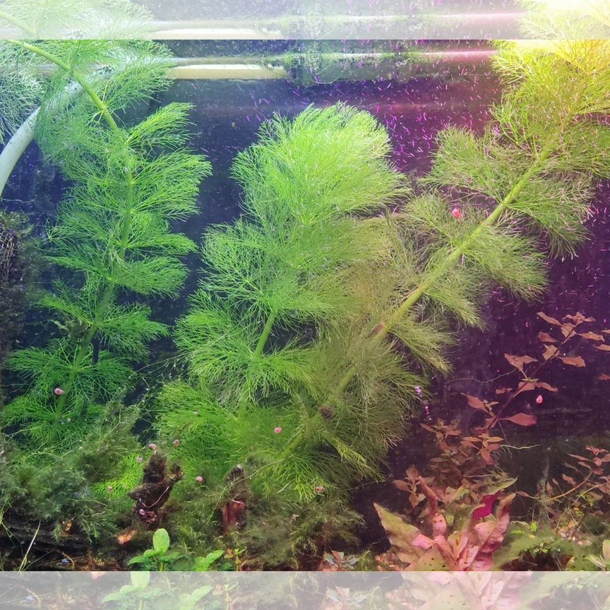 Растение в аквариум