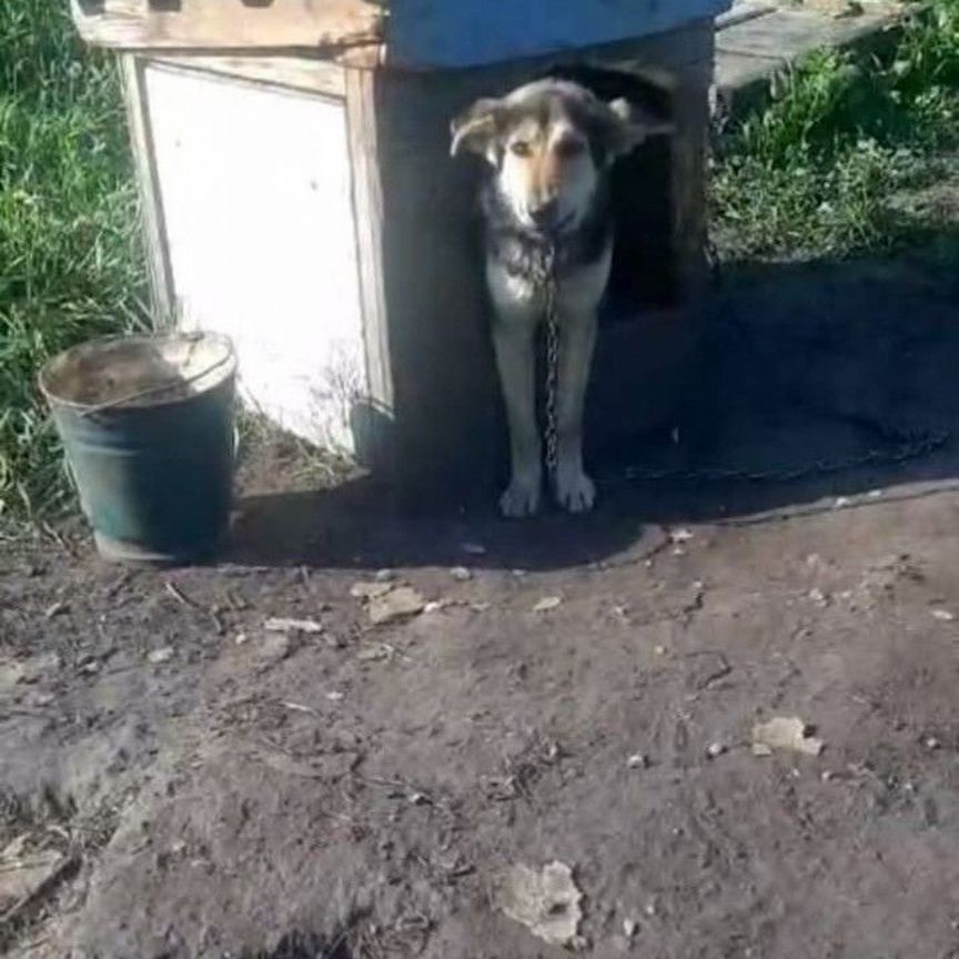 Пёсик в добрые руки