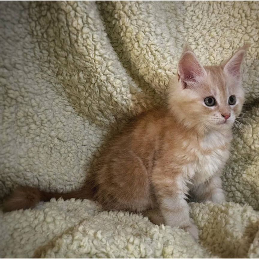 Котенок Мейн-кун красный табби