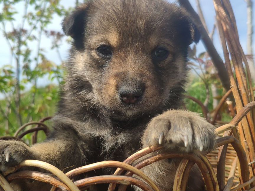 Щеночки полукровки Лабрадора