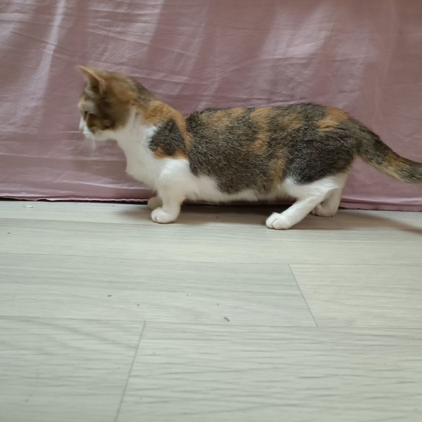 Котики коротколапики