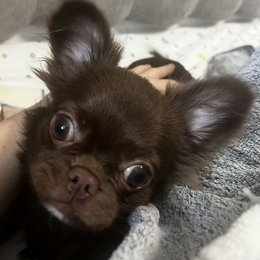 Чихуахуа, щенок