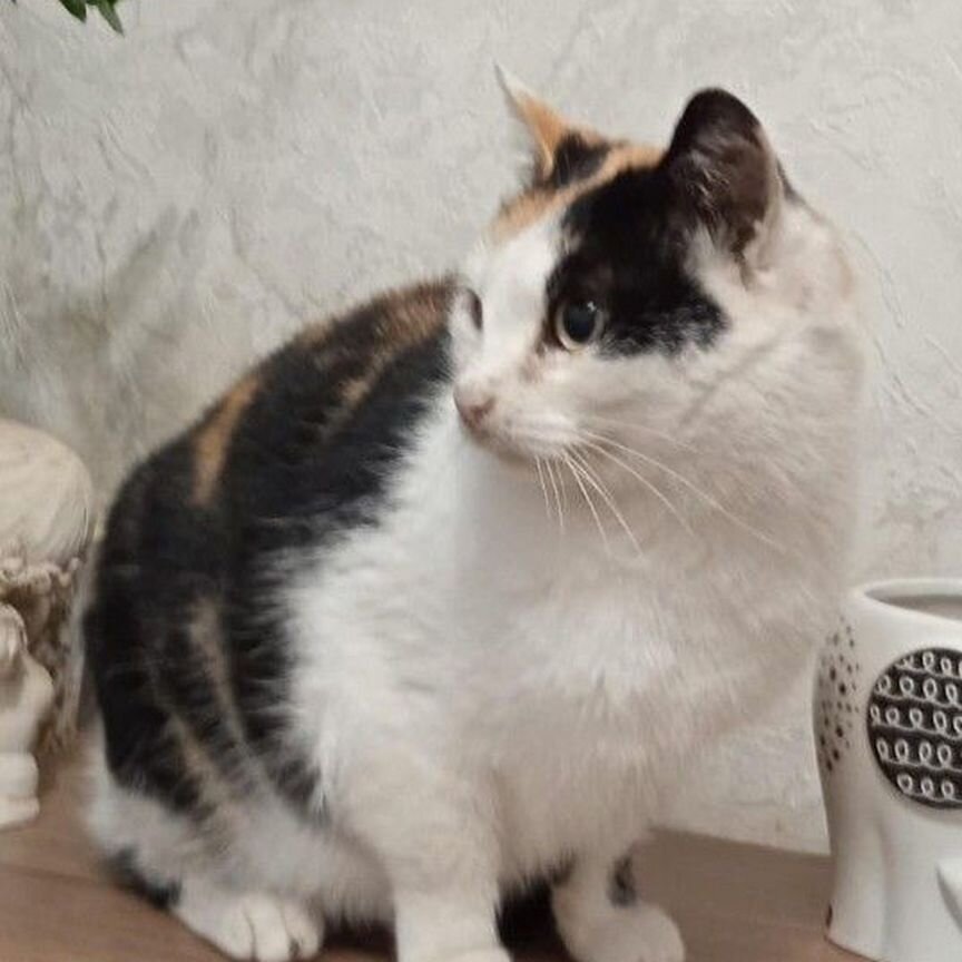 Кошка