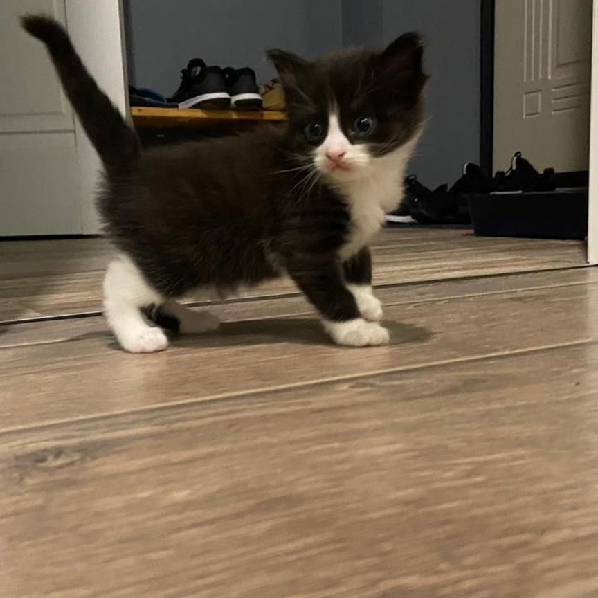 Кошечка в добрые руки