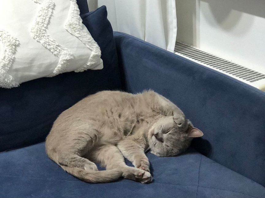 Британская кошка