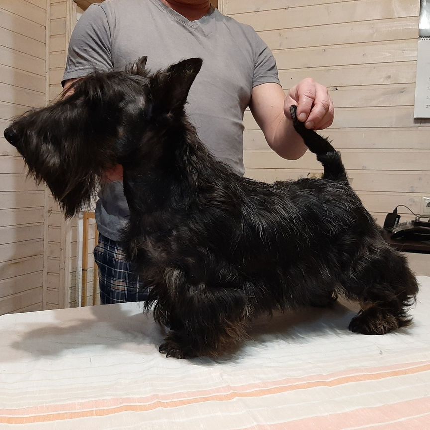 Скотчтерьер, прекрасный подросток