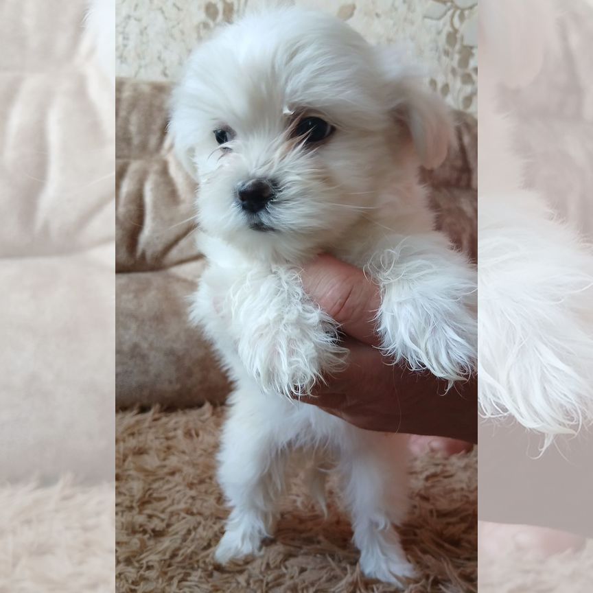 Мальтийская болонка, щенок