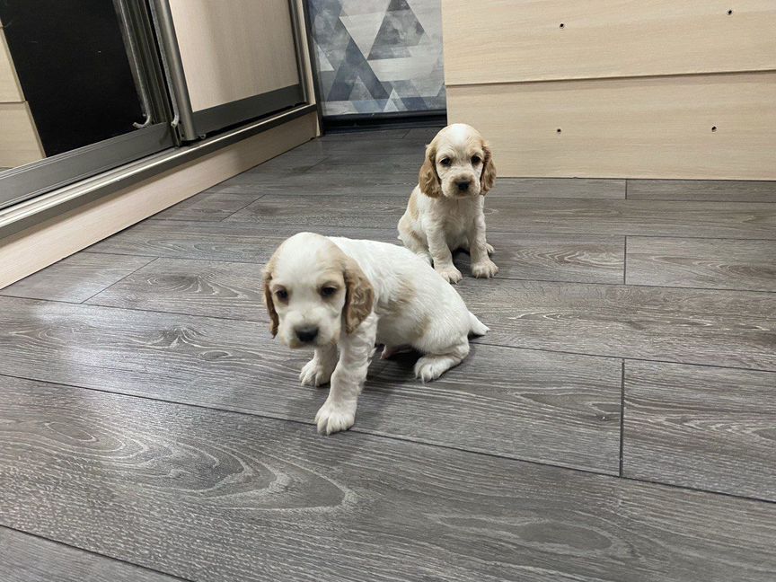 Английский кокер спаниель