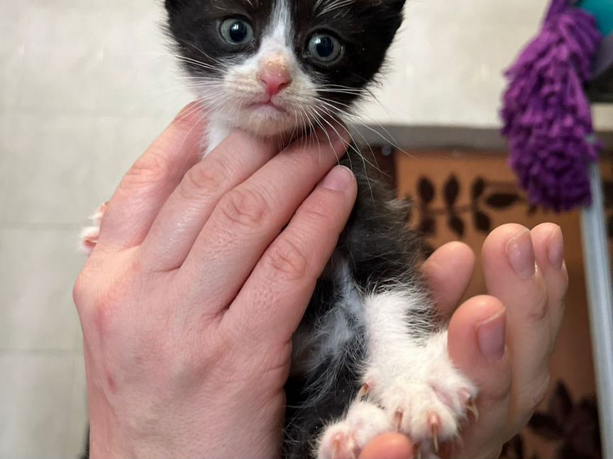 Сиротки малыши-котятки из приюта ждут мам и пап