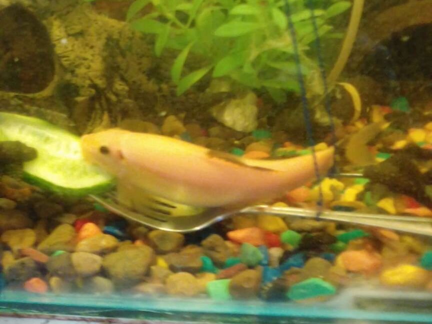 Сомик Гиринохейлус