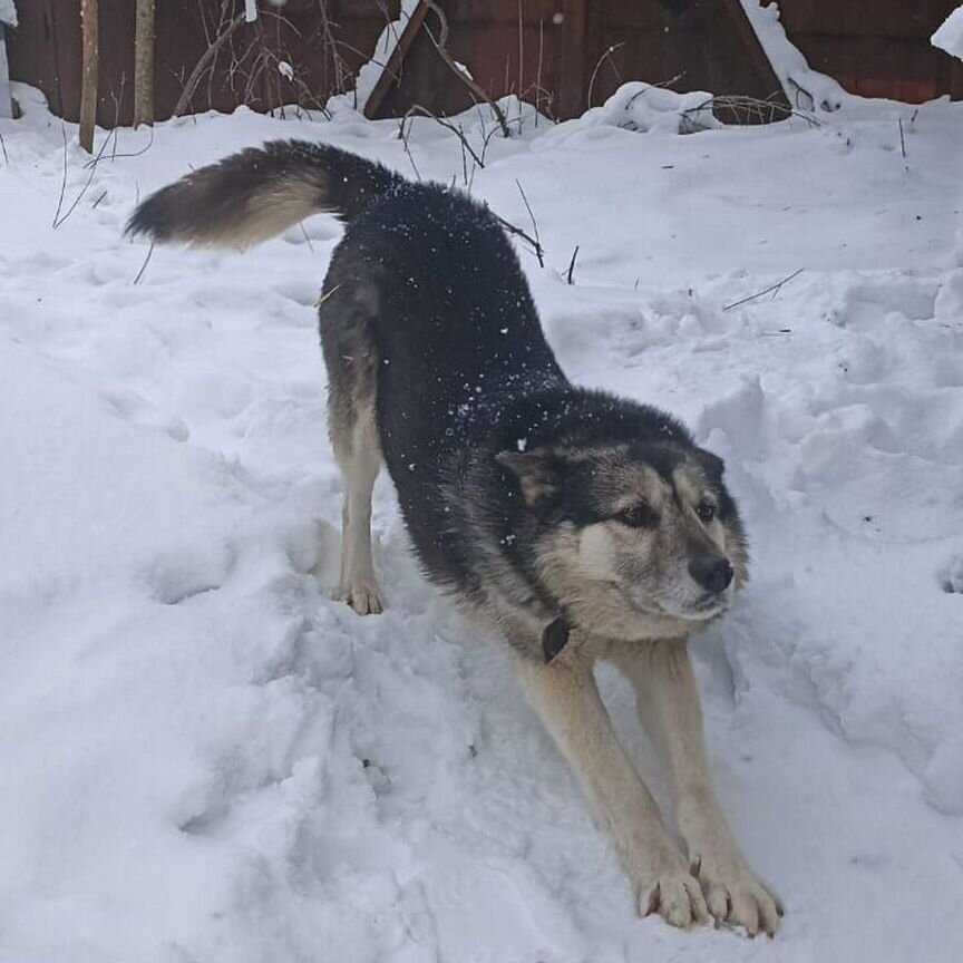 Ищет дом собака