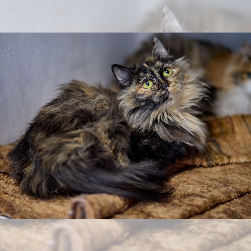 Взрослая, кошка в добрые руки