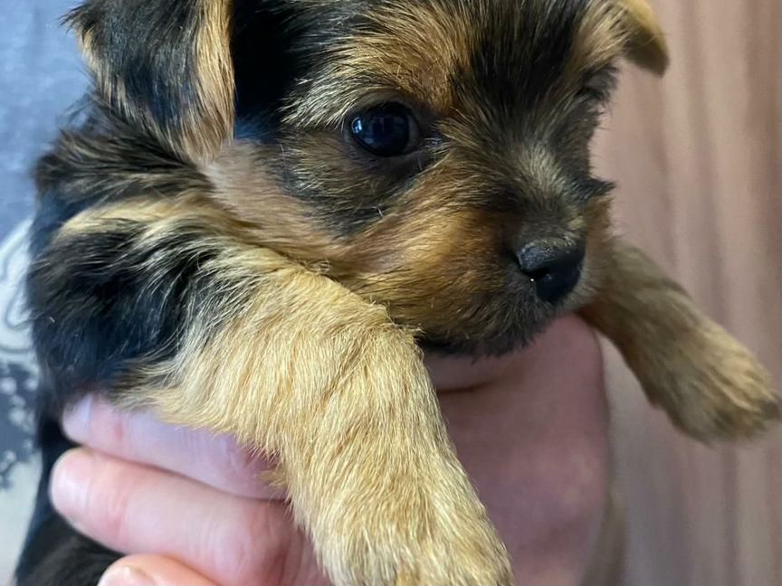 Йоркширский терьер щенки