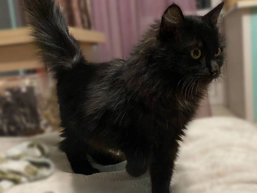 Котенок