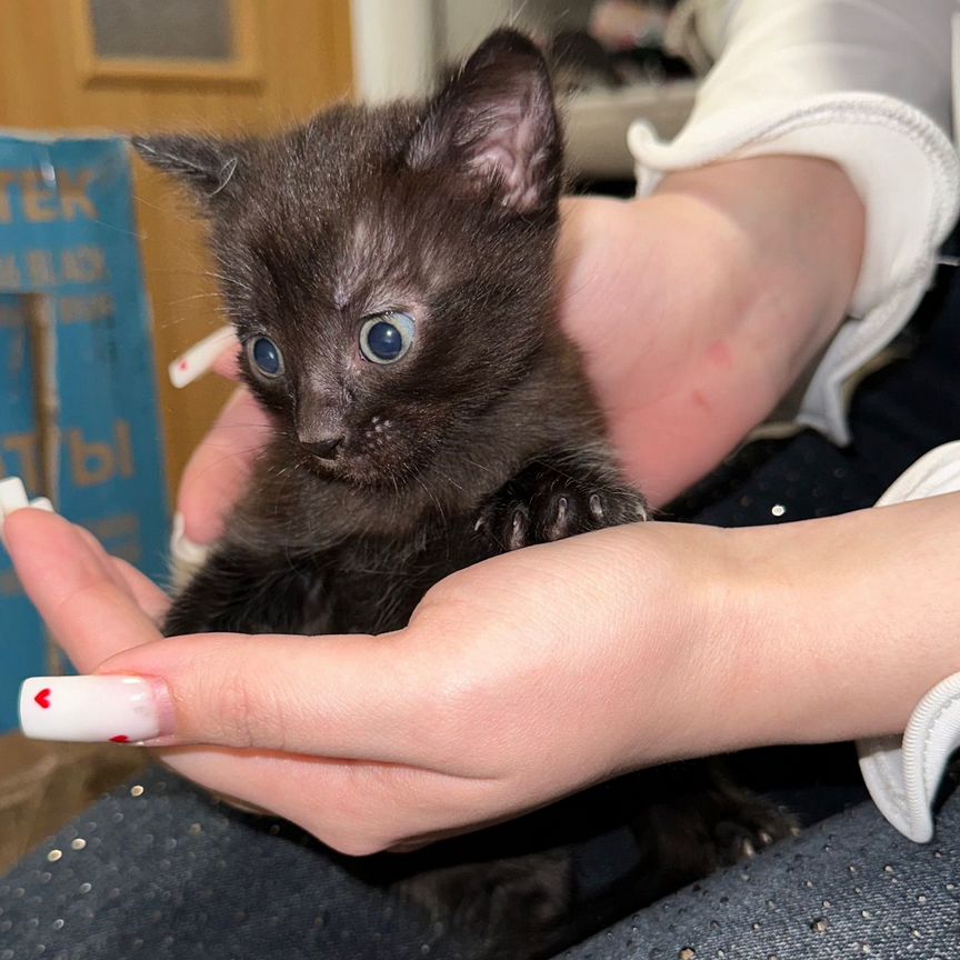 Котёнок в добрые руки