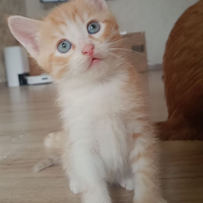 Солнечные котята в добрые руки