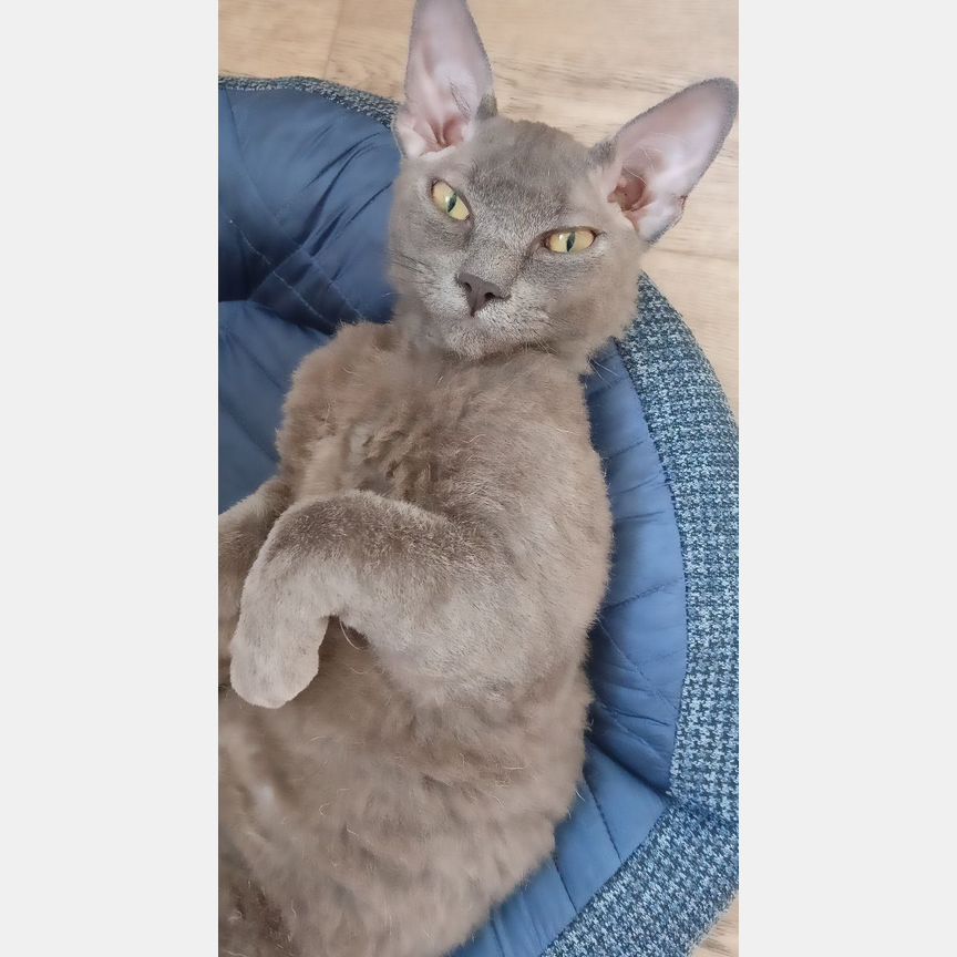 Кот