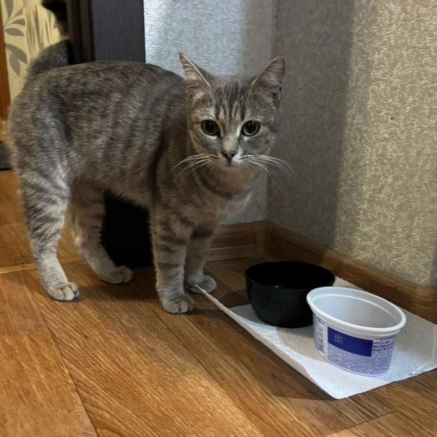 Котёнок в добрые руки