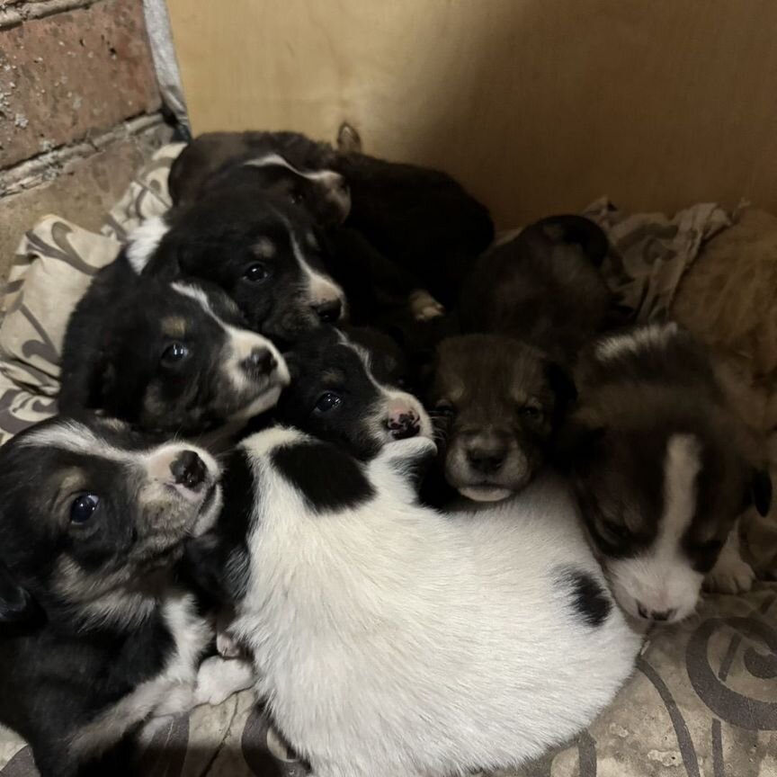 Щенки в добрые руки