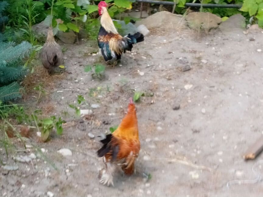 Карликовые куры