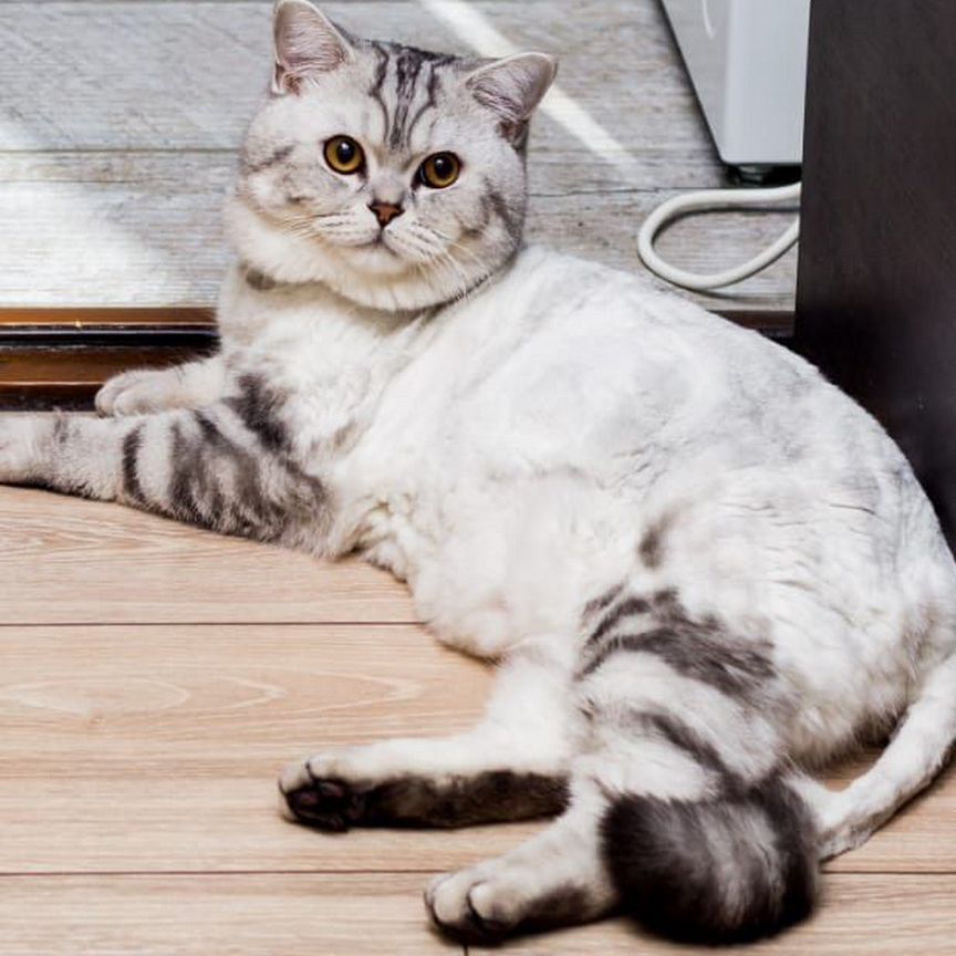 Шотландский кот
