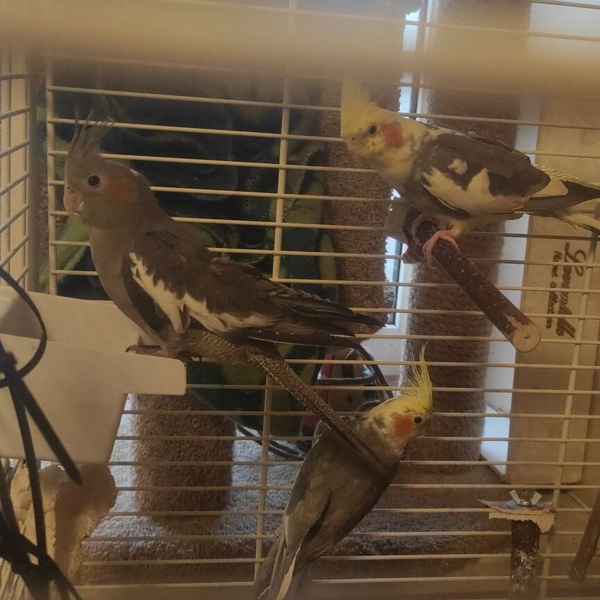 Попугай корелла птенец