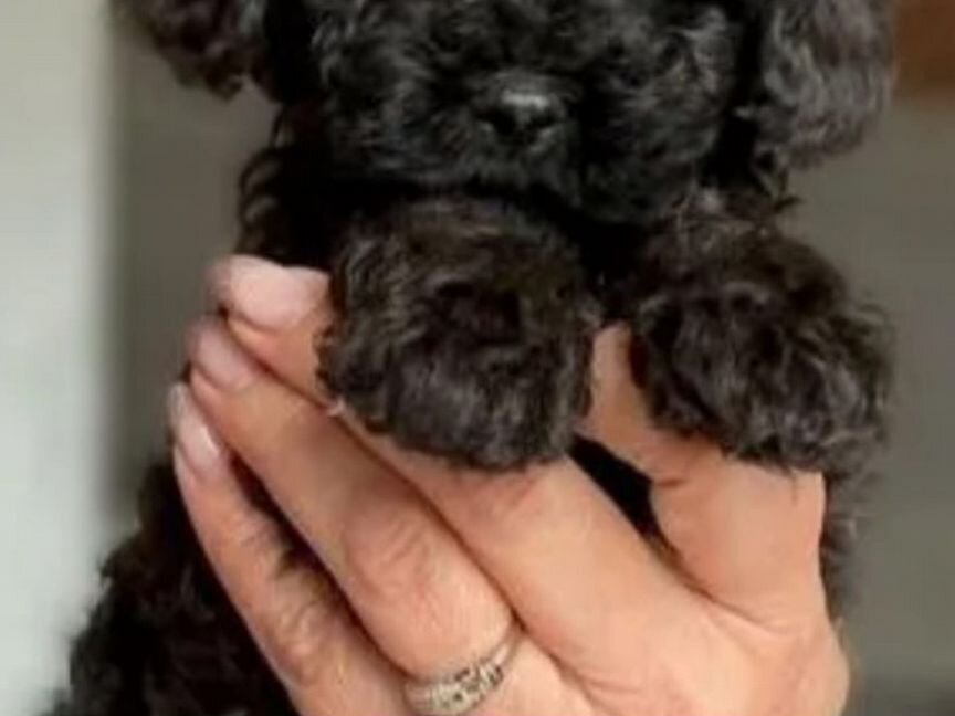 Щенки Той-пудель