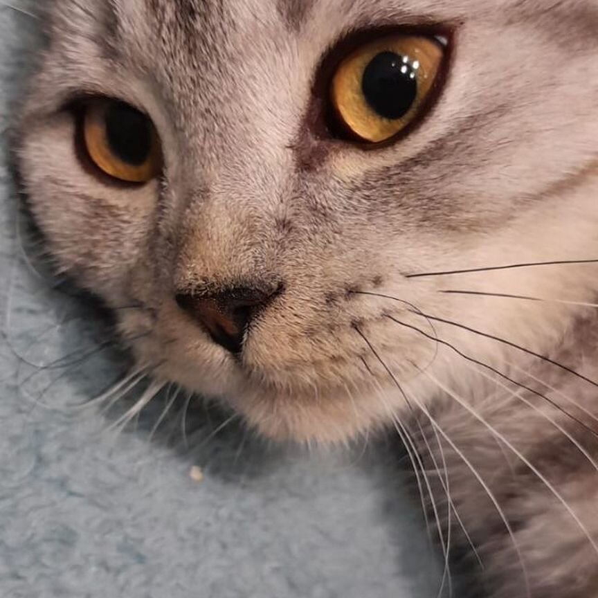 Отдам шотландского котенка