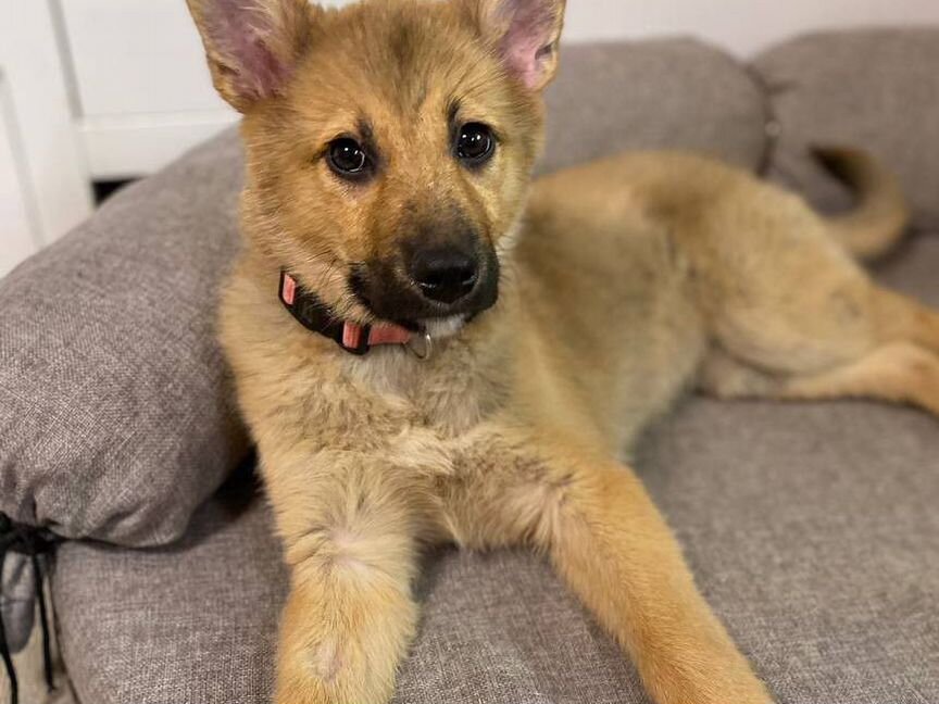 Ушастая щенулька ищет дом